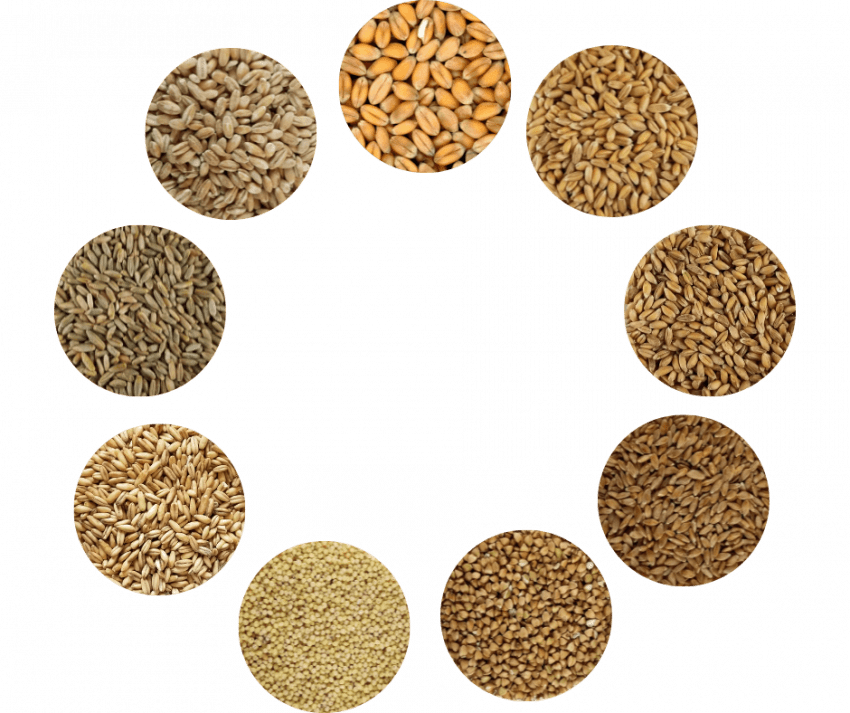 Vortrag “Rund um die Getreidesorten” – EULE Campus